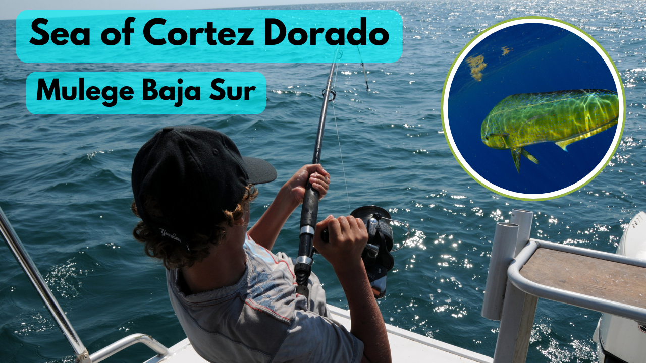 Why Mulegé is the Best Kept Secret for World-Class Fishing!
